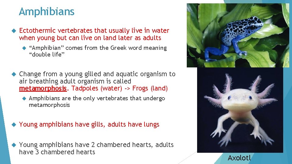 Chapter 13 ColdBlooded Vertebrates 13 C Fish 13