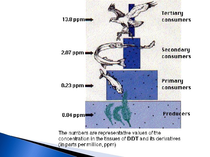 Bioaccumulation and Biomagnification What are they Poisons What