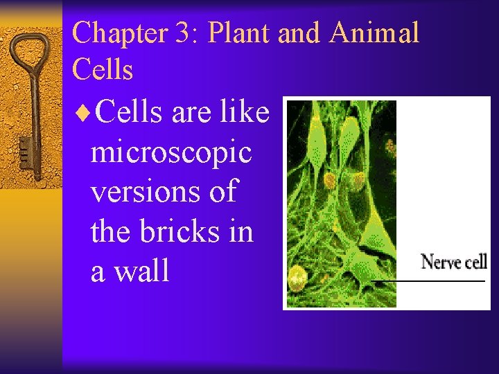 Chapter 3 Plant and Animal Cells By Mr