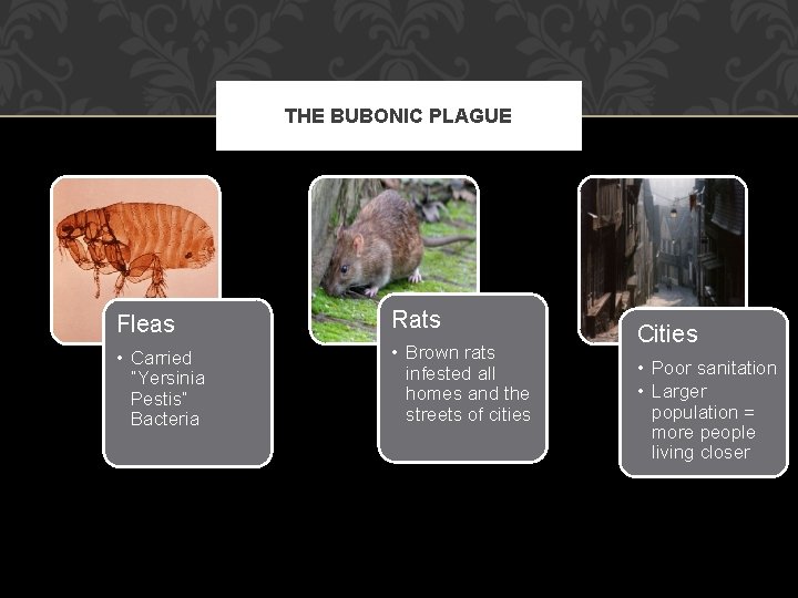 THE BLACK DEATH SECTION 5 A TIME OF