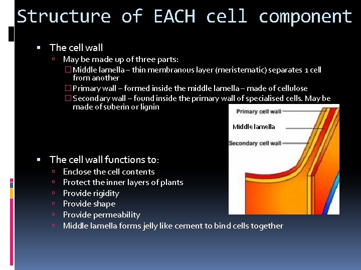 CELLS THE BASIC UNIT OF LIFE Every living