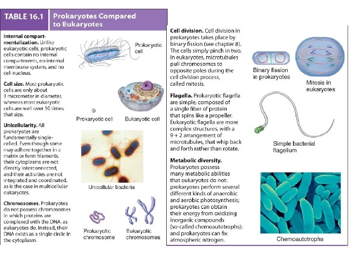 Chapter 13 Diversity of Microbes Fungi and Protists
