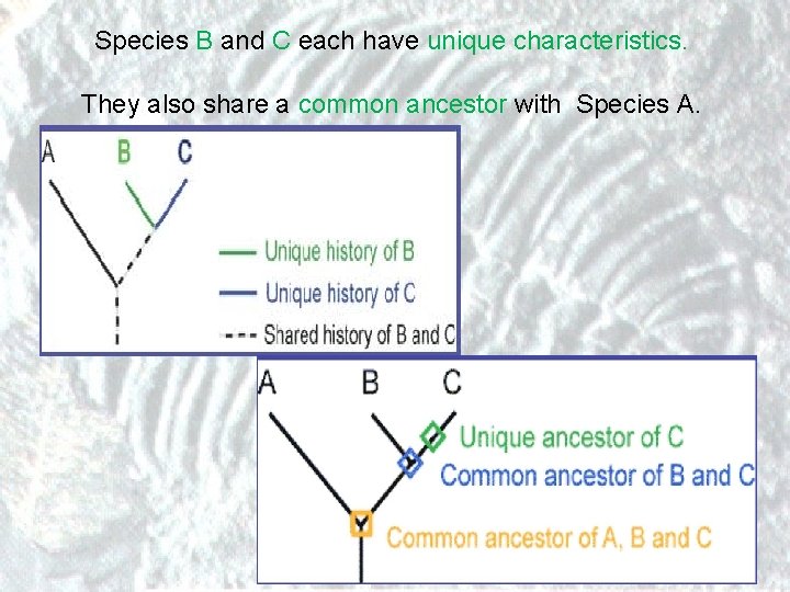 Mechanisms of Evolution Headings Vocabulary Important Info What