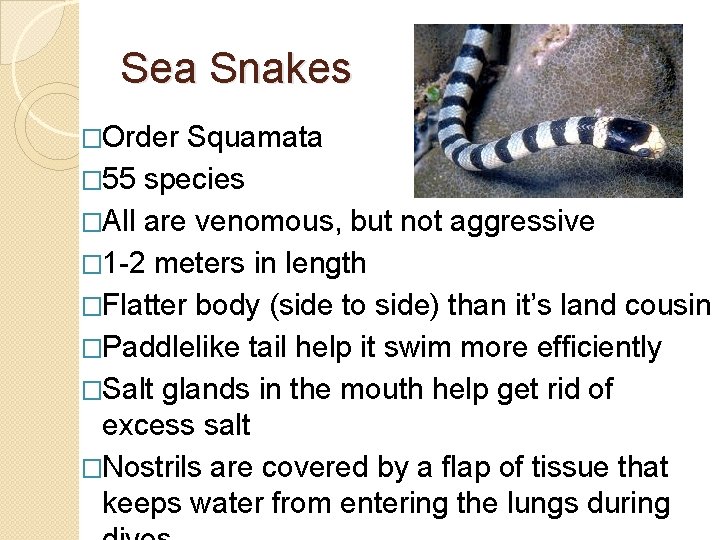 Chapter 13 Marine Reptiles Birds 13 1 Marine