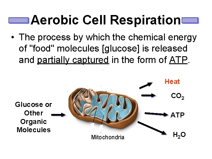 Review Guide Aerobic Cell Respiration The process by