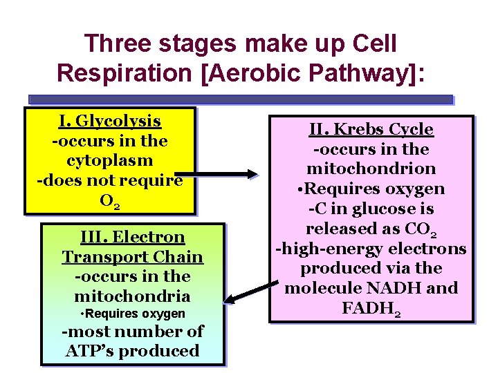 Review Guide Aerobic Cell Respiration The process by