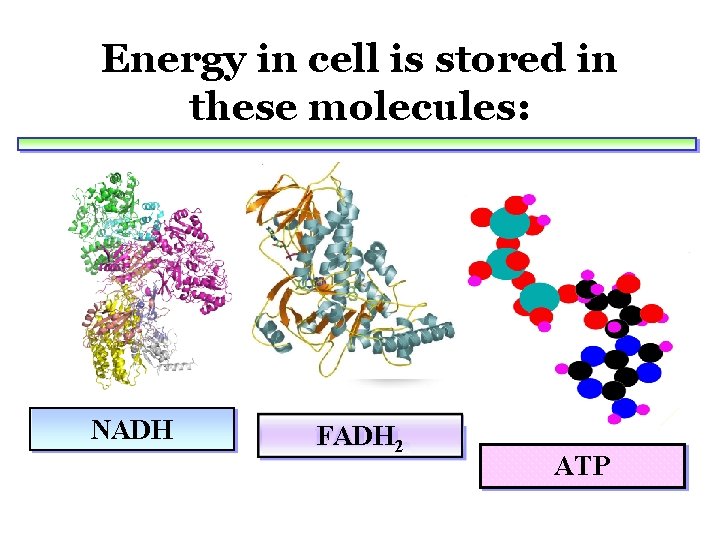 Review Guide Aerobic Cell Respiration The process by