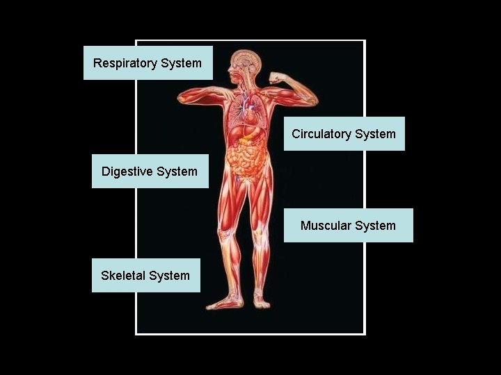 The Human Body Interactive Power Point Laura Goerner