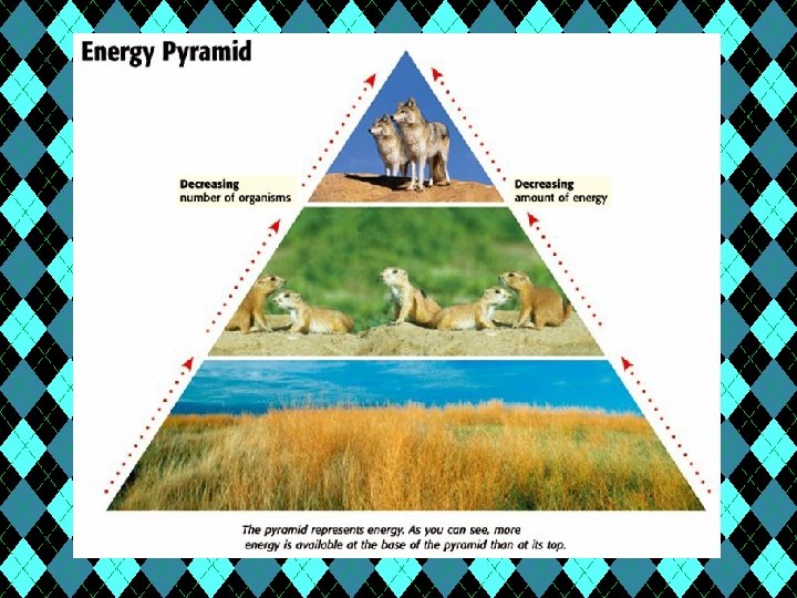 Food Chains Webs Pyramids How Energy Flows in