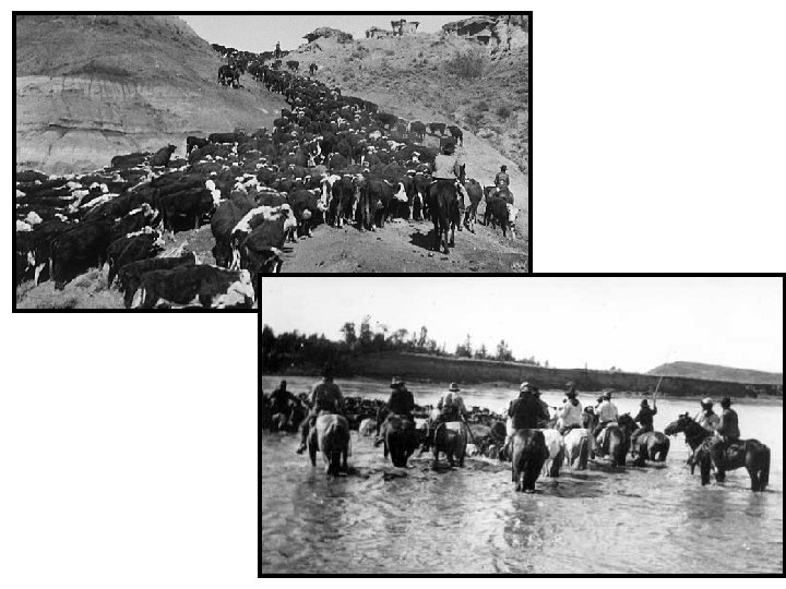Cowboys There were 5 million cattle in Texas