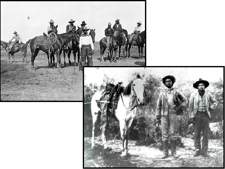 Cowboys There were 5 million cattle in Texas