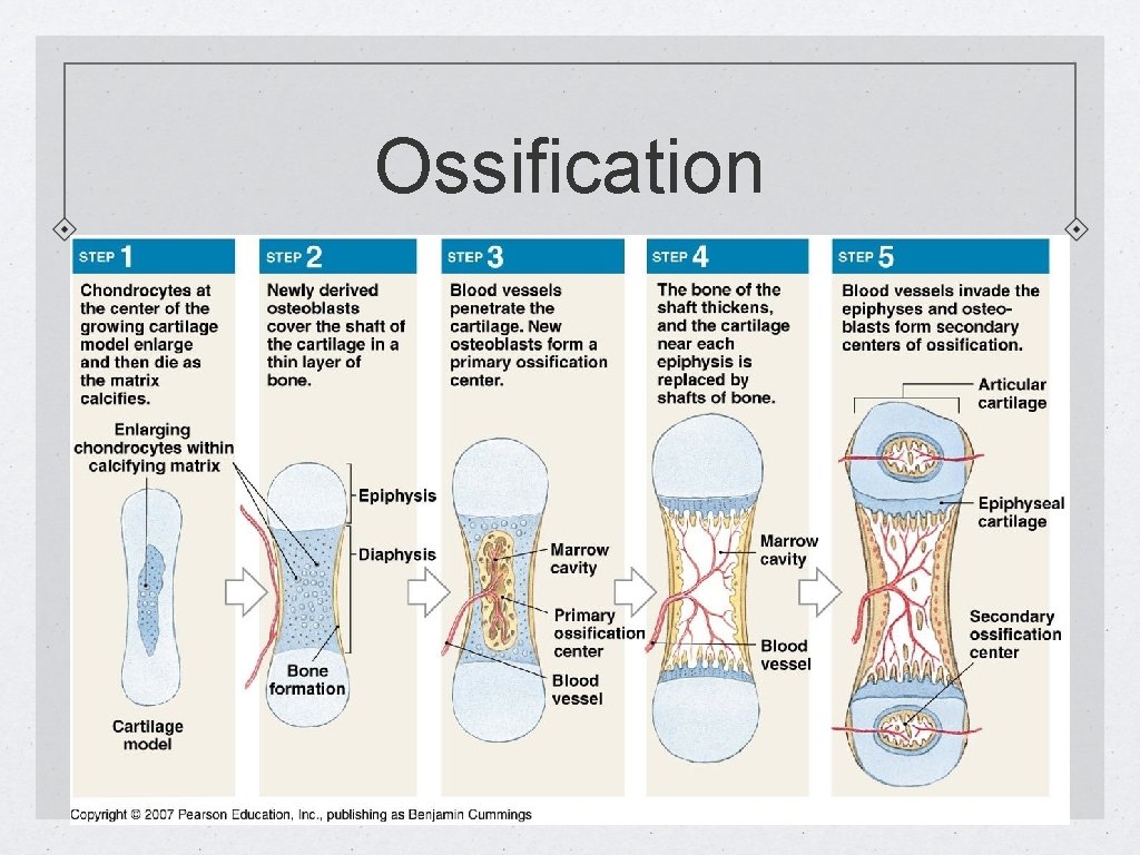 Skeletal Physiology What Do Bones Do For Us