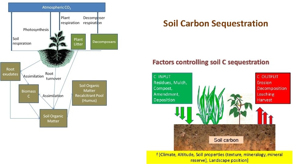 Soil Carbon Sequestration and Other Soil Ecosystem Service