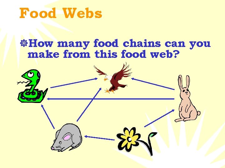 Food Chains and Food Webs Science SOL 3