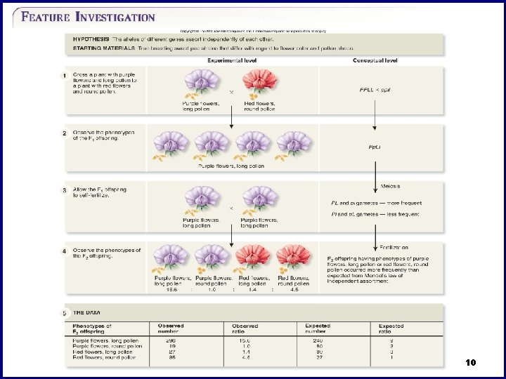CHAPTER 17 COMPLEX PATTERNS OF INHERITANCE Prepared by