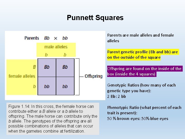 BC Science Connections 10 Unit 1 DNA is