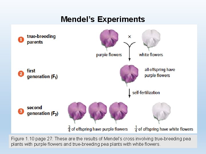 BC Science Connections 10 Unit 1 DNA is