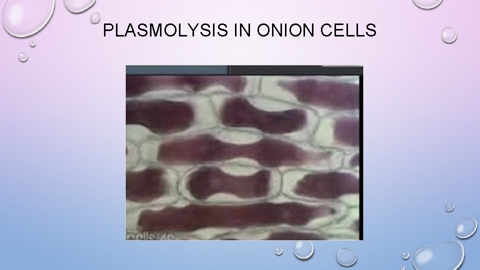 4 1 CELL BIOLOGY LESSON 9 Learning objective