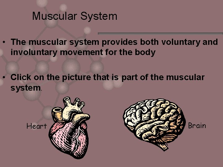 Human Body Systems Principles of Science II Mrs