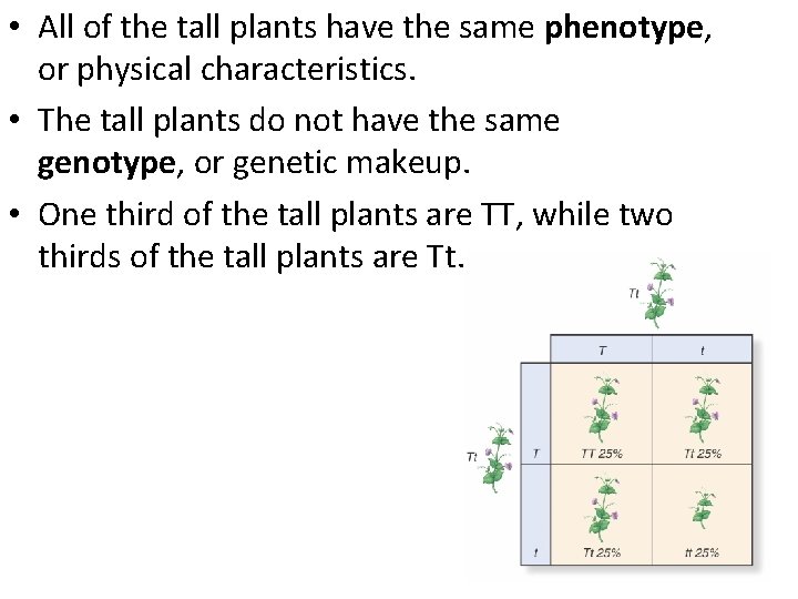 Probability and Punnett Squares Genetics and Probability The