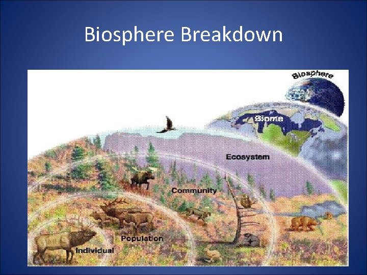 Lecture 2 How Ecosystems Work Biosphere Breakdown Organismany