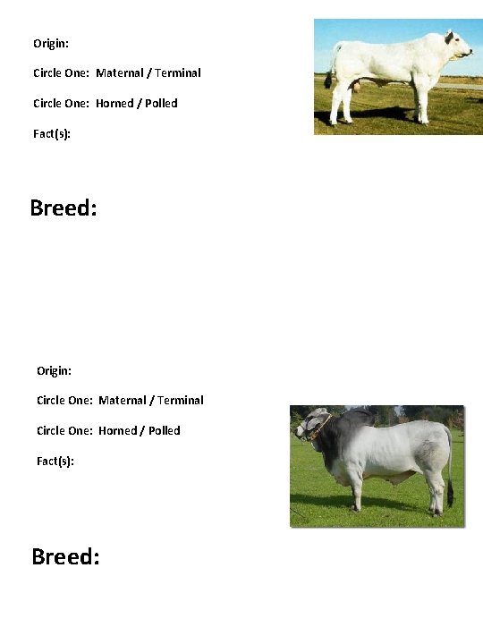 Beef Breeds Flip Chart Use the following pictures