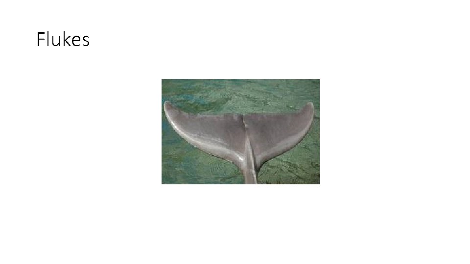 The Music of Dolphins Vocabulary Preview The Music