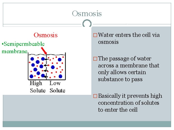 Cells ANIMAL PLANT Cells A cell must Breathe