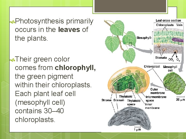 Photosynthesis Ch 10 AP Biology Lesson 1 Intro