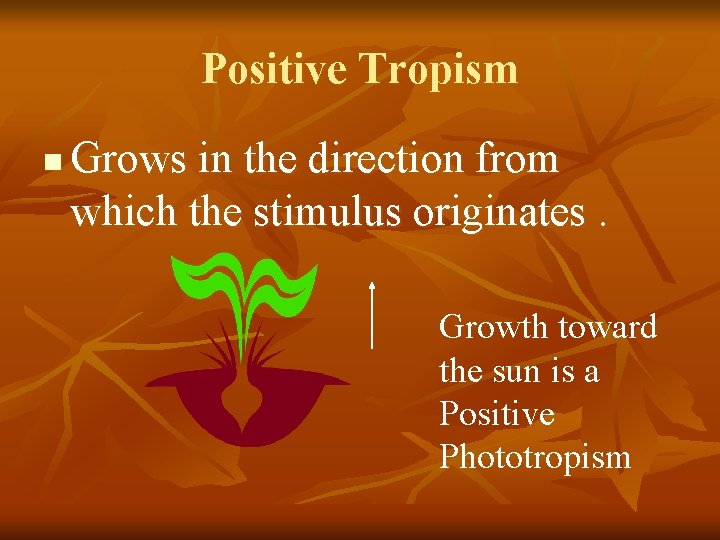 PLANT TROPISM Objectives n n n Identify tropisms