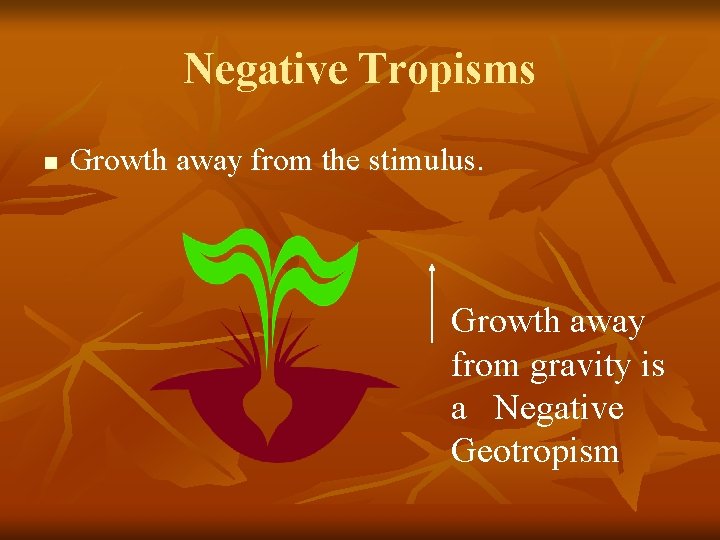 PLANT TROPISM Objectives n n n Identify tropisms