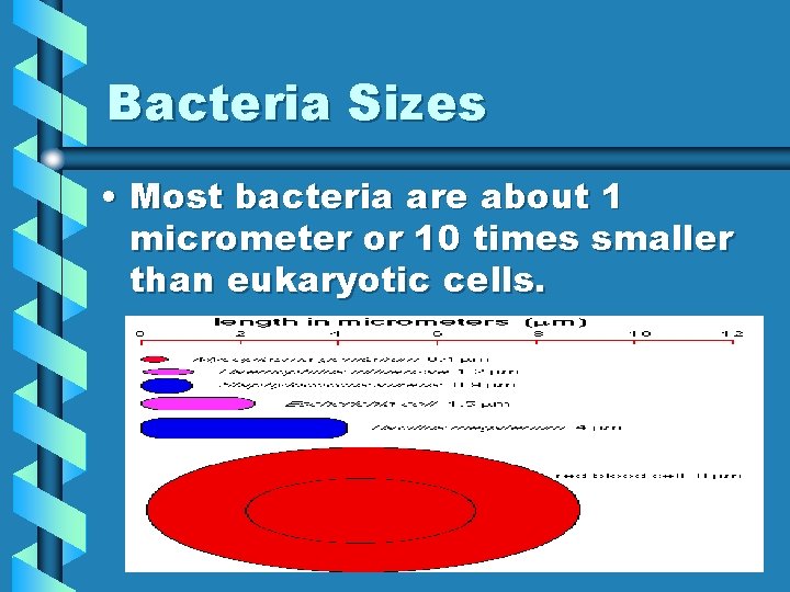 Chapter 19 Viruses and Bacteria High School Biology