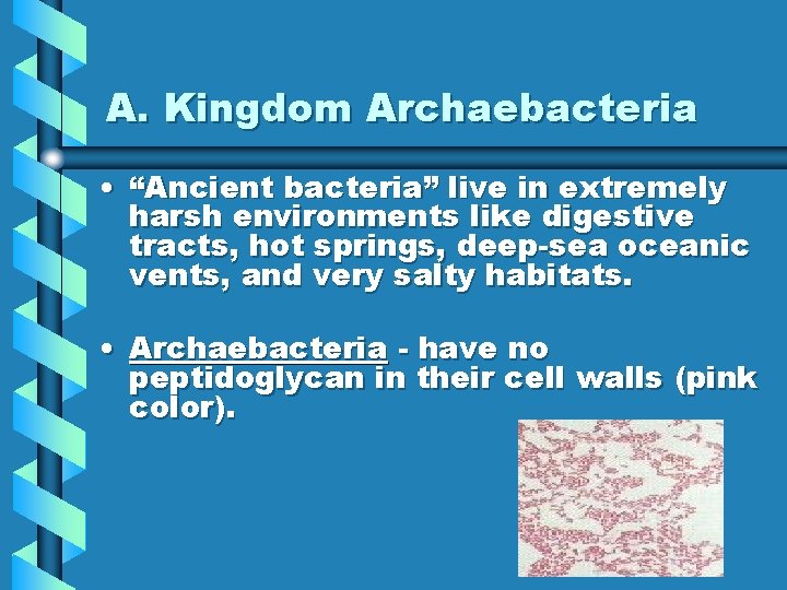 Chapter 19 Viruses and Bacteria High School Biology