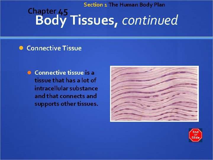 Chapter 45 Section 1 The Human Body Plan