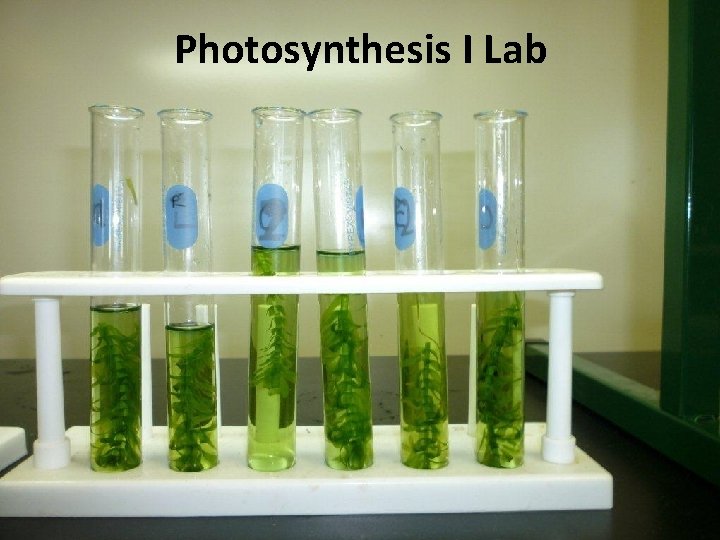 Todays lesson Introduction to photosynthesis Photosynthesis 1 lab