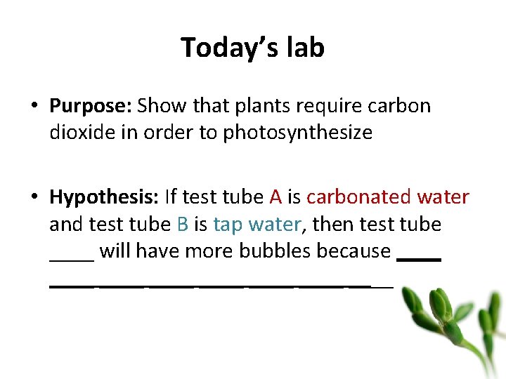 Todays lesson Introduction to photosynthesis Photosynthesis 1 lab