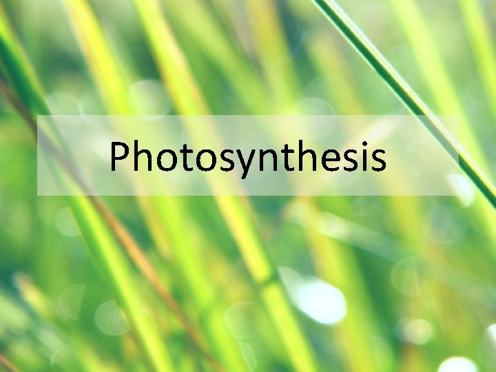 Todays lesson Introduction to photosynthesis Photosynthesis 1 lab
