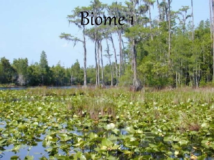 Introduction To Biomes Biomes are classified according to