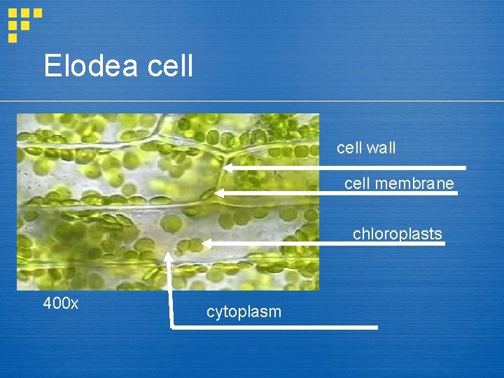 Cell Membrane Functions of Cell Membrane communication via