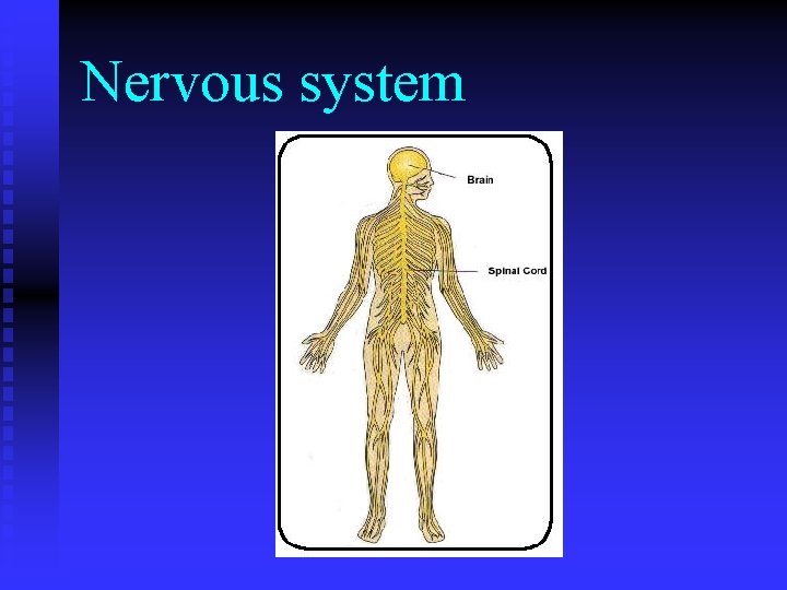 Human Anatomy An overview of the human body