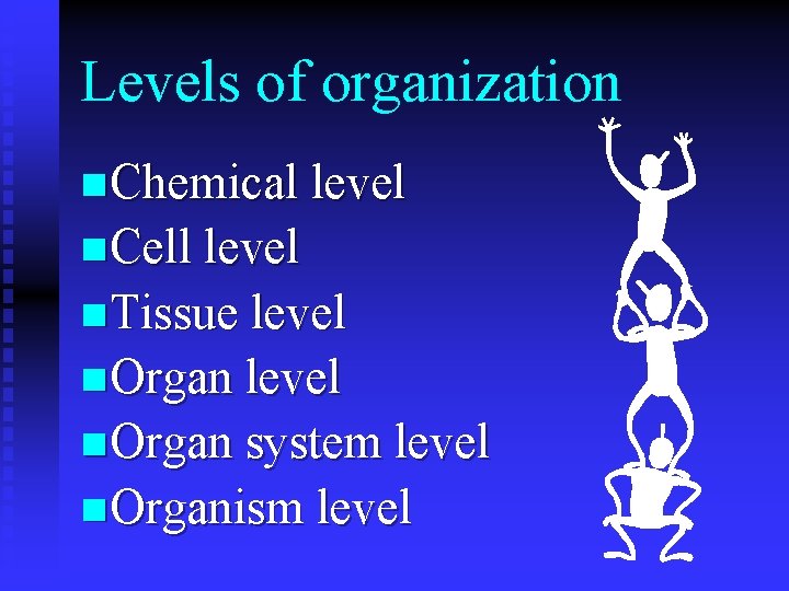 Human Anatomy An overview of the human body