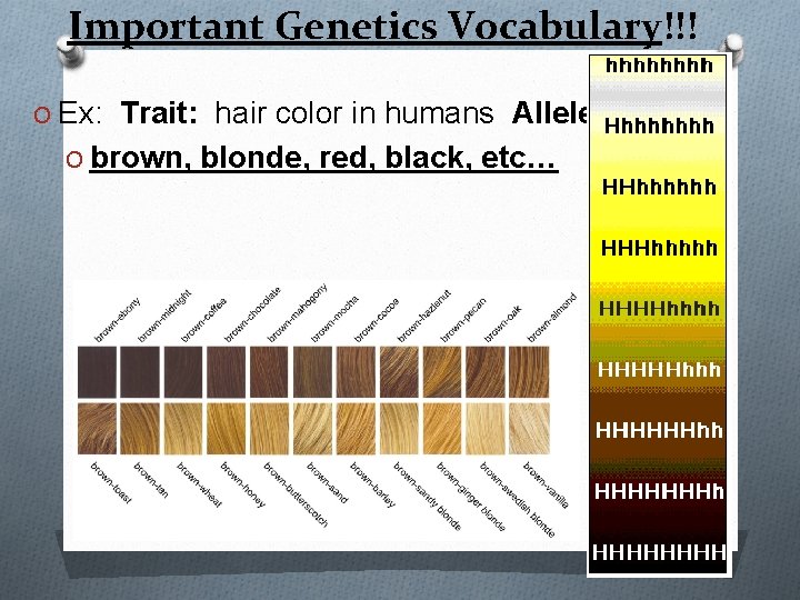 UNIT Genetics What are the genetics vocabulary words