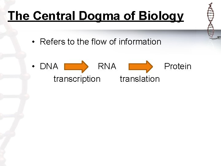 Protein Synthesis The Central Dogma of Biology Refers