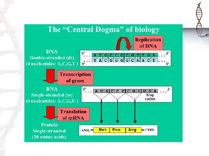 Protein Synthesis The Central Dogma of Biology Refers
