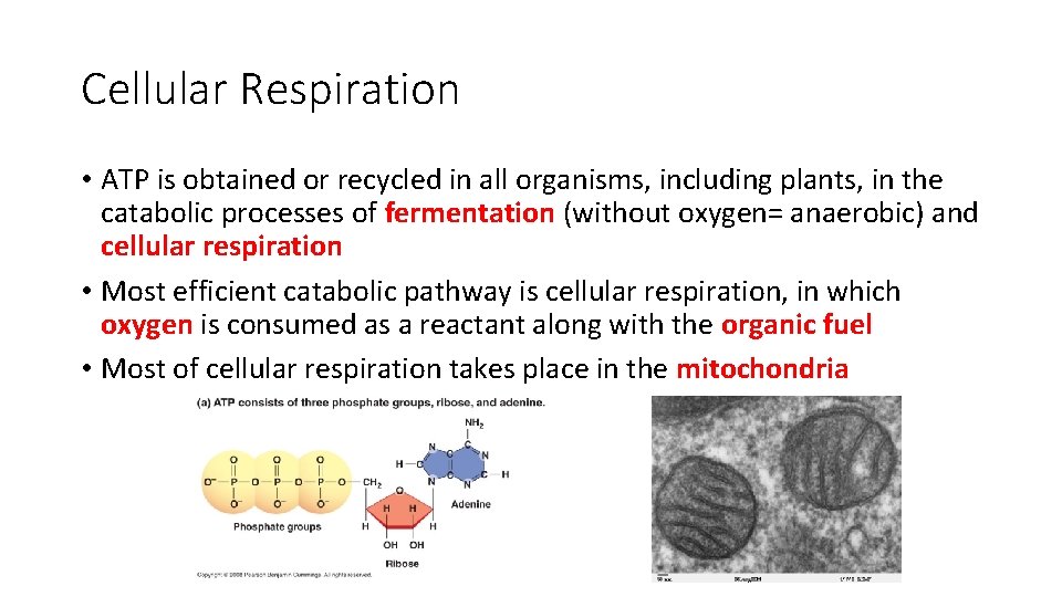 Topic 8 Metabolism cell respiration and photosynthesis 8