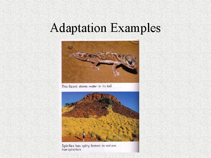 Habitats and Adaptations Year 8 Science Habitats A