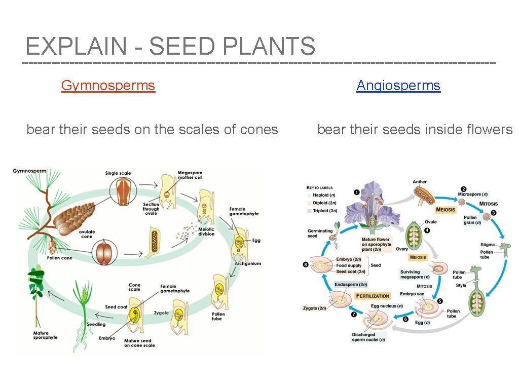 WHAT IS A PLANT Big Q What feature