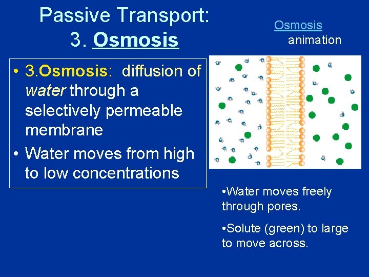 Cellular Transport Notes Ch 7 3 About Cell