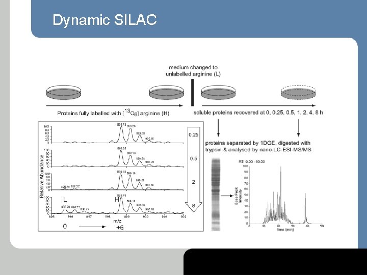 ProteinPeptide Quantification An Introduction to Quantification by Isotope