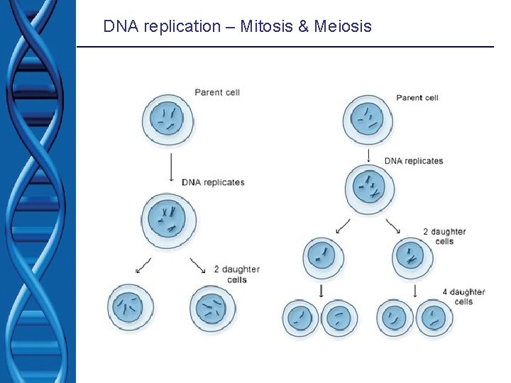 Bellwork 118 IFC The genetics behind the Punnett